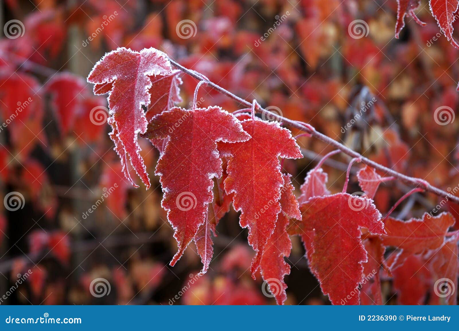 Frosty Maple Leaves stock photo. Image of frozen, autumn - 2236390