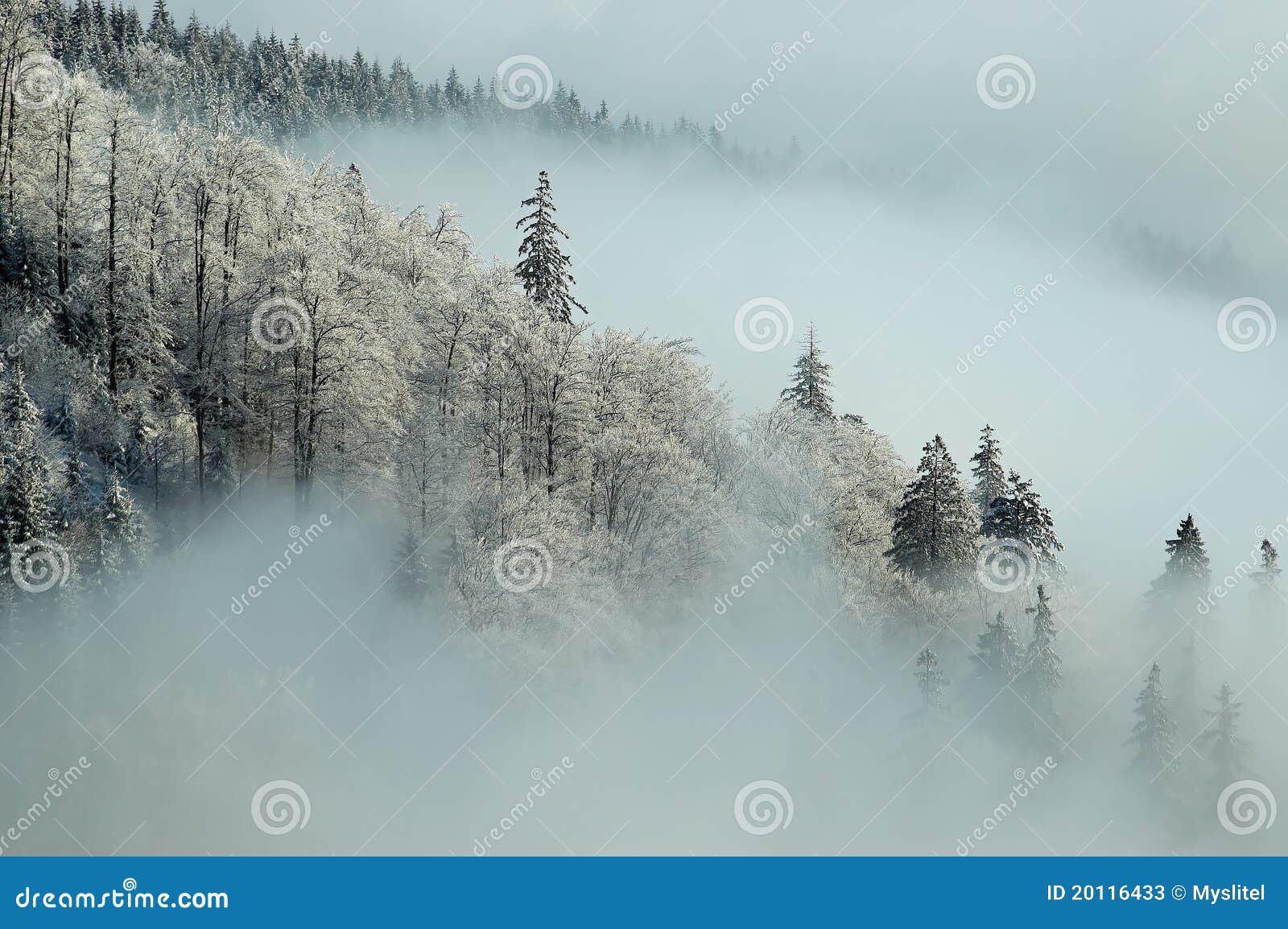 Frosty morning stock image. Image of freeze, frost, inversion - 20116433