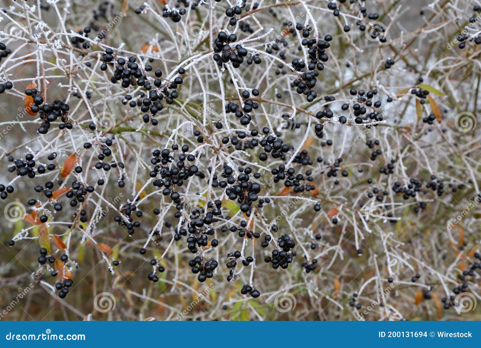 Frosty Morning. Black Berries on Branches of Shrubs Stock Photo - Image ...