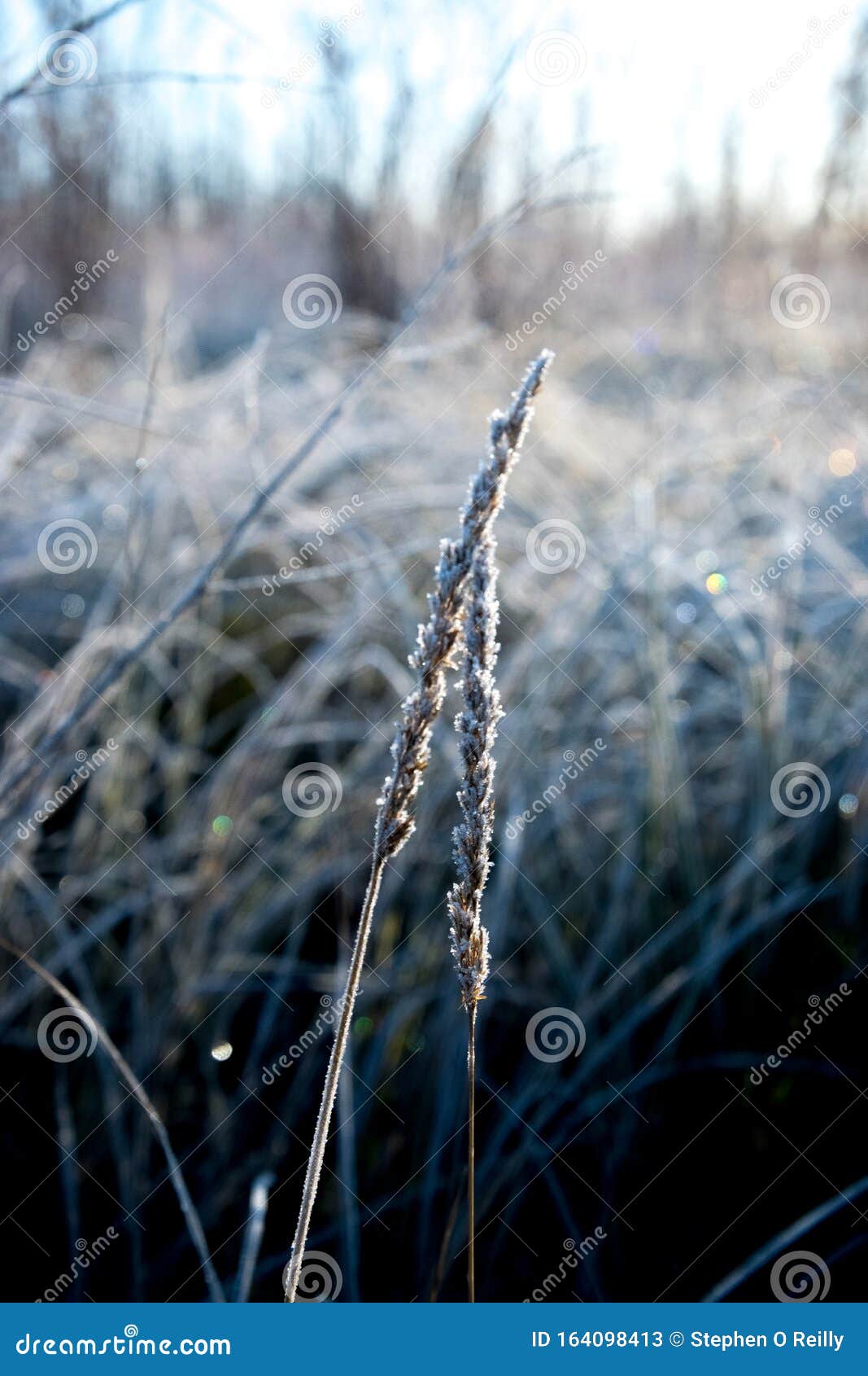 Frosty morning stock image. Image of morning, early - 164098413