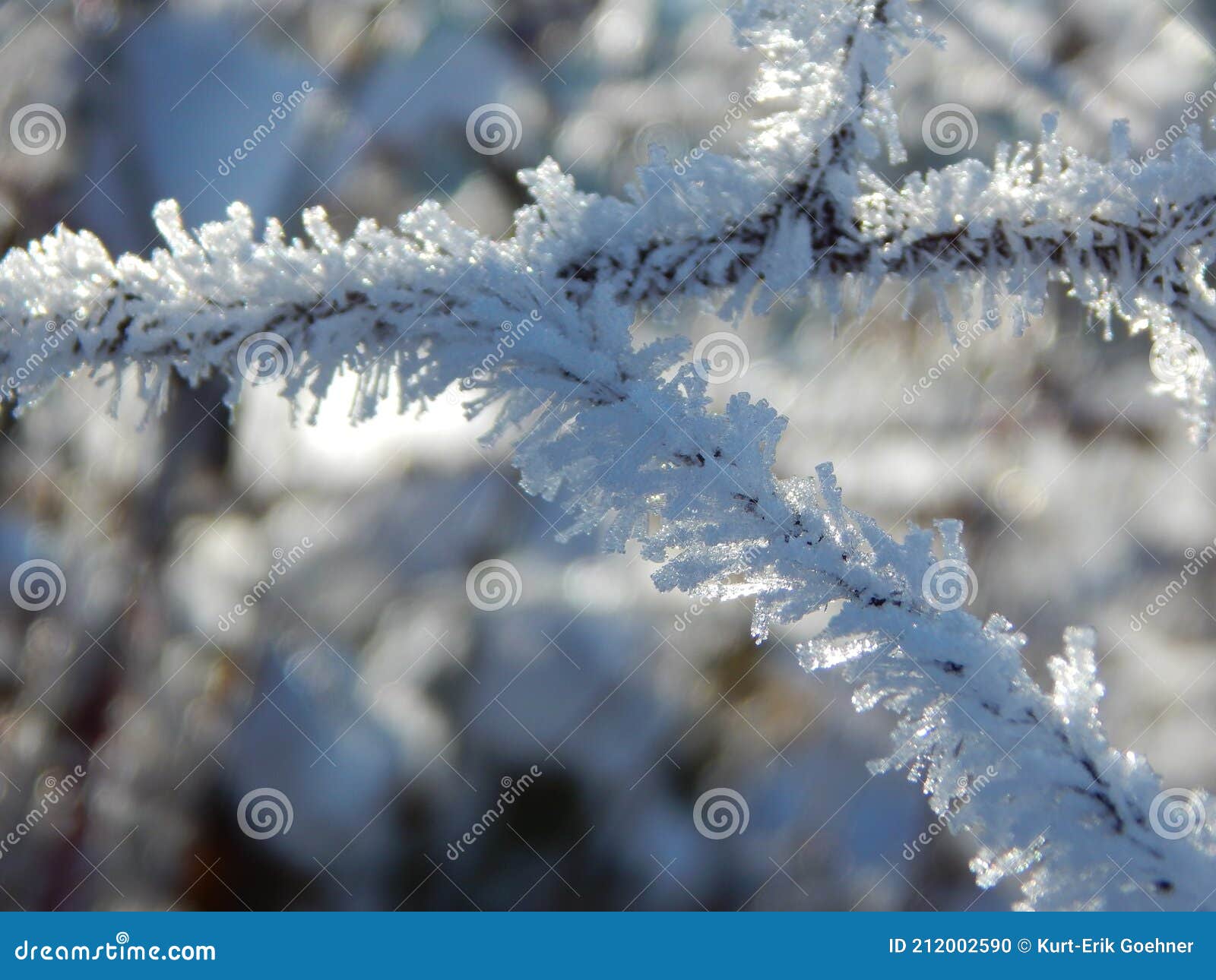 Frosty Morning with Ice on Plants Stock Photo - Image of freezing ...