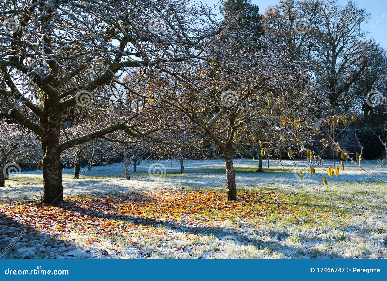 Frosty morning in the park stock image. Image of color - 17466747
