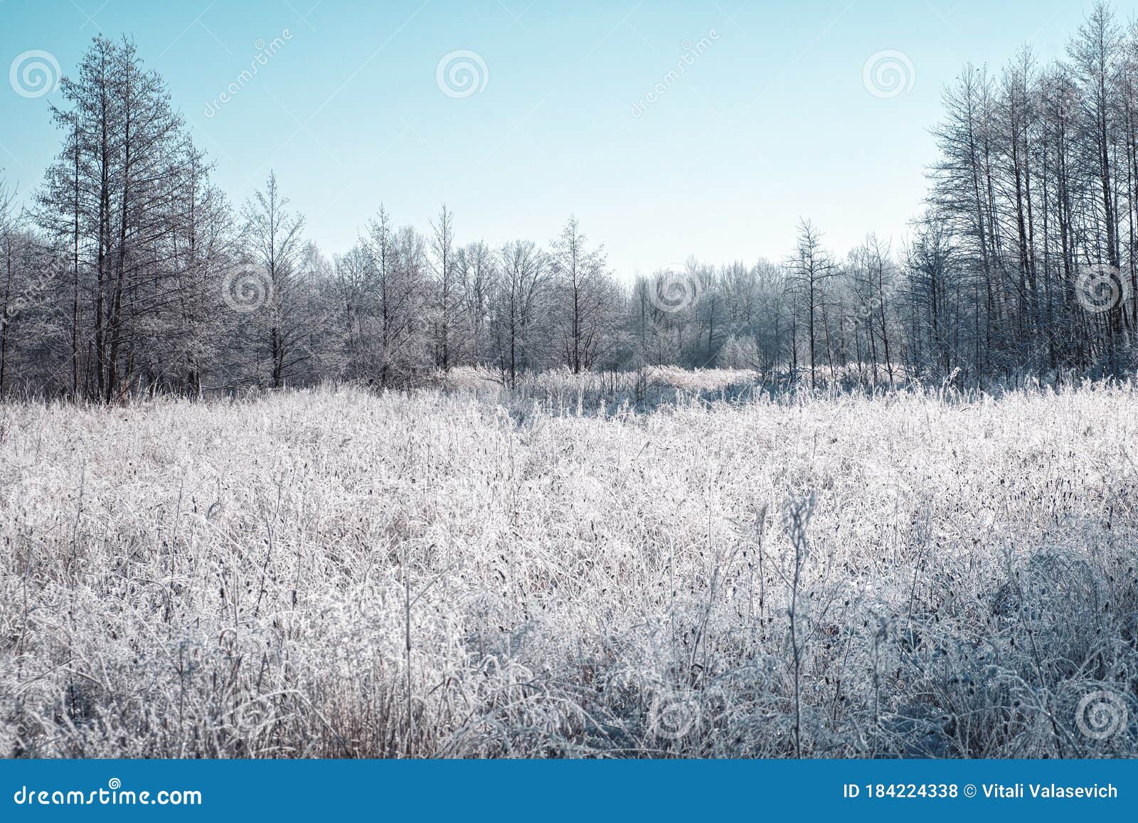 Frosty Morning. Rime Fell on the Grass Stock Photo - Image of seasonal ...