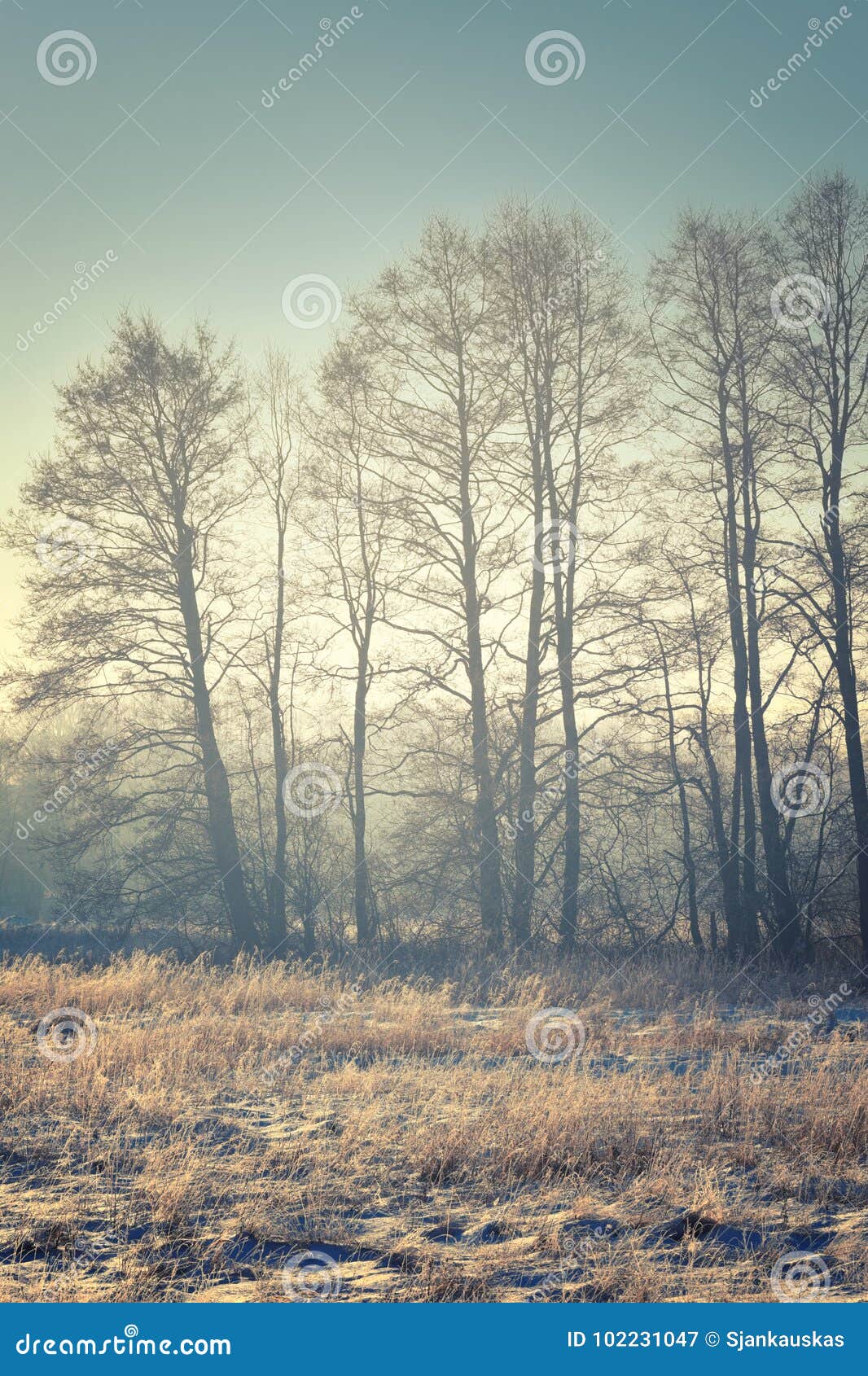 Frosty nature scenery stock image. Image of winter, forest - 102231047