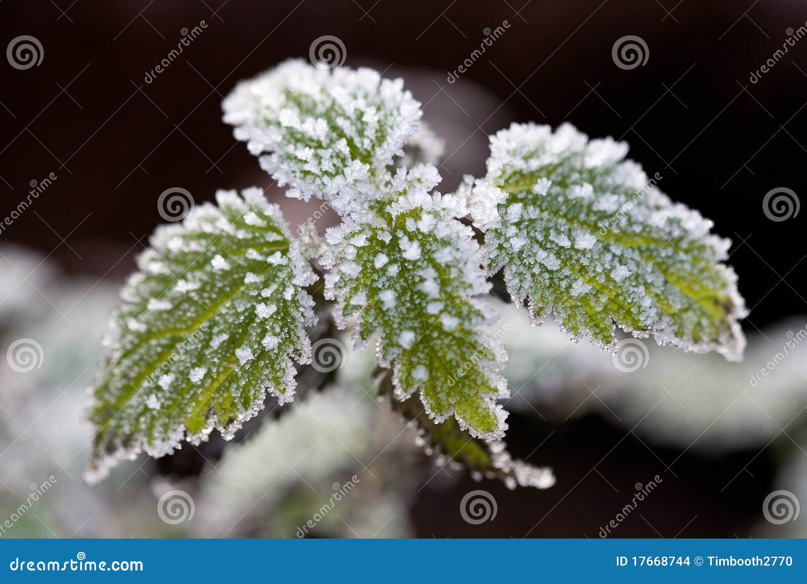 531 Nettle Winter Stock Photos - Free & Royalty-Free Stock Photos from ...