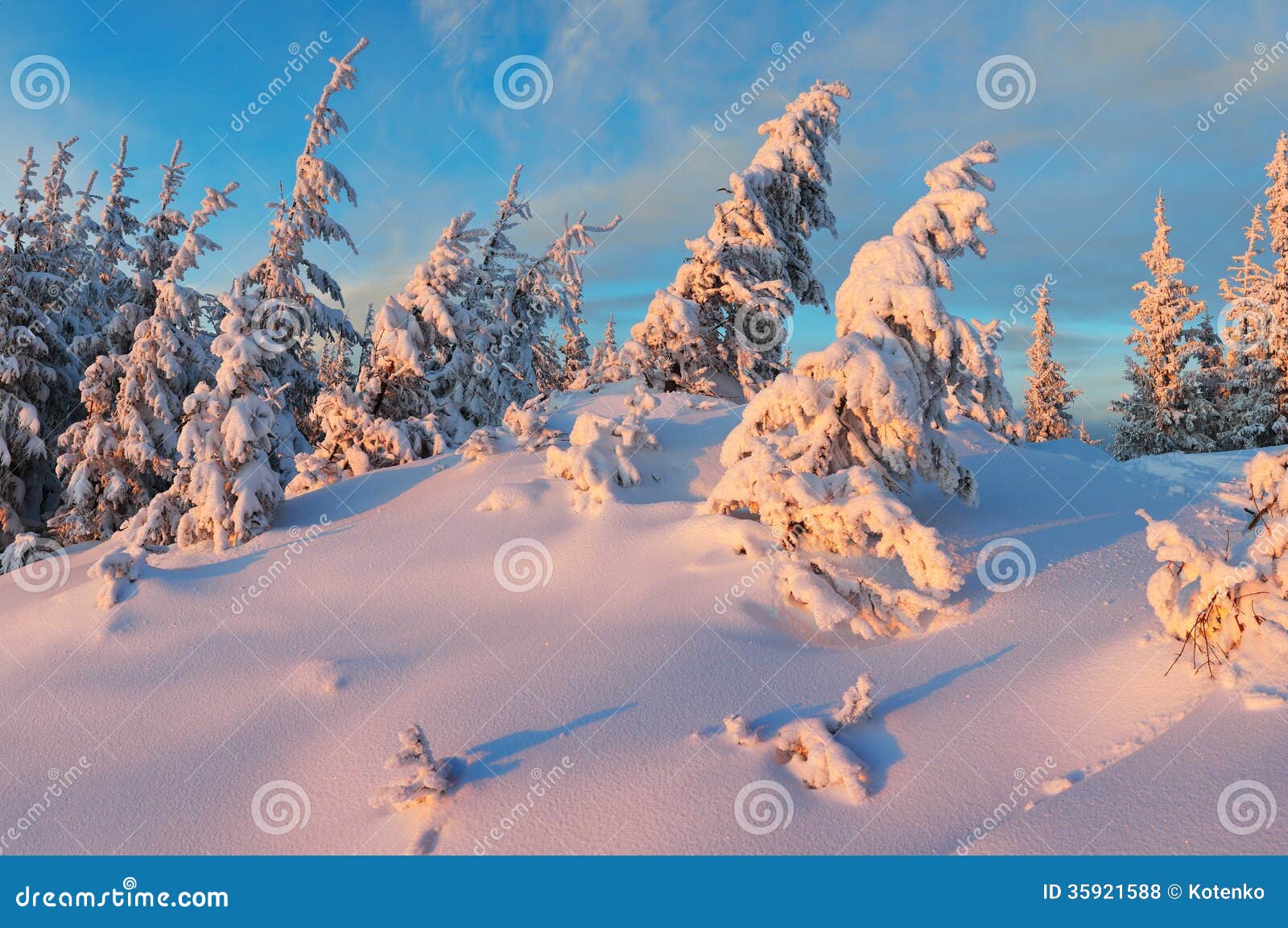 Frosty night in the woods stock photo. Image of hiking - 35921588