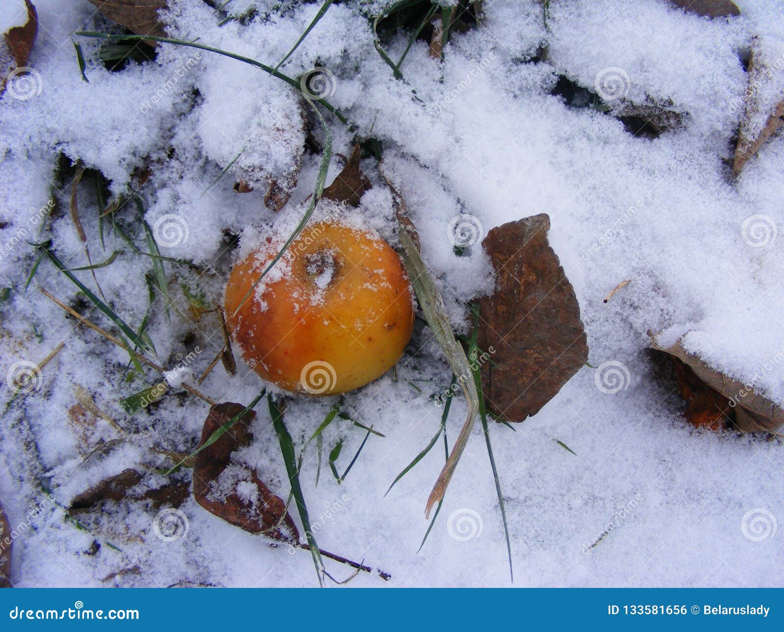 Frosty Orange Apple on Snow Close Up Stock Photo - Image of season ...