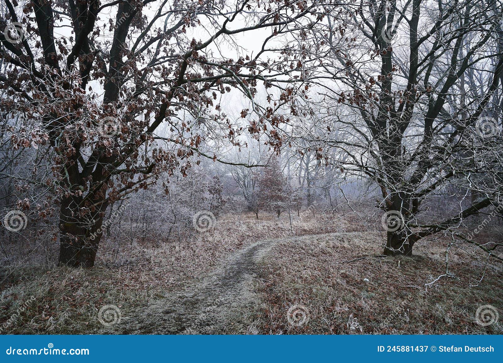Frosty Path on a grey Day stock image. Image of beauty - 245881437