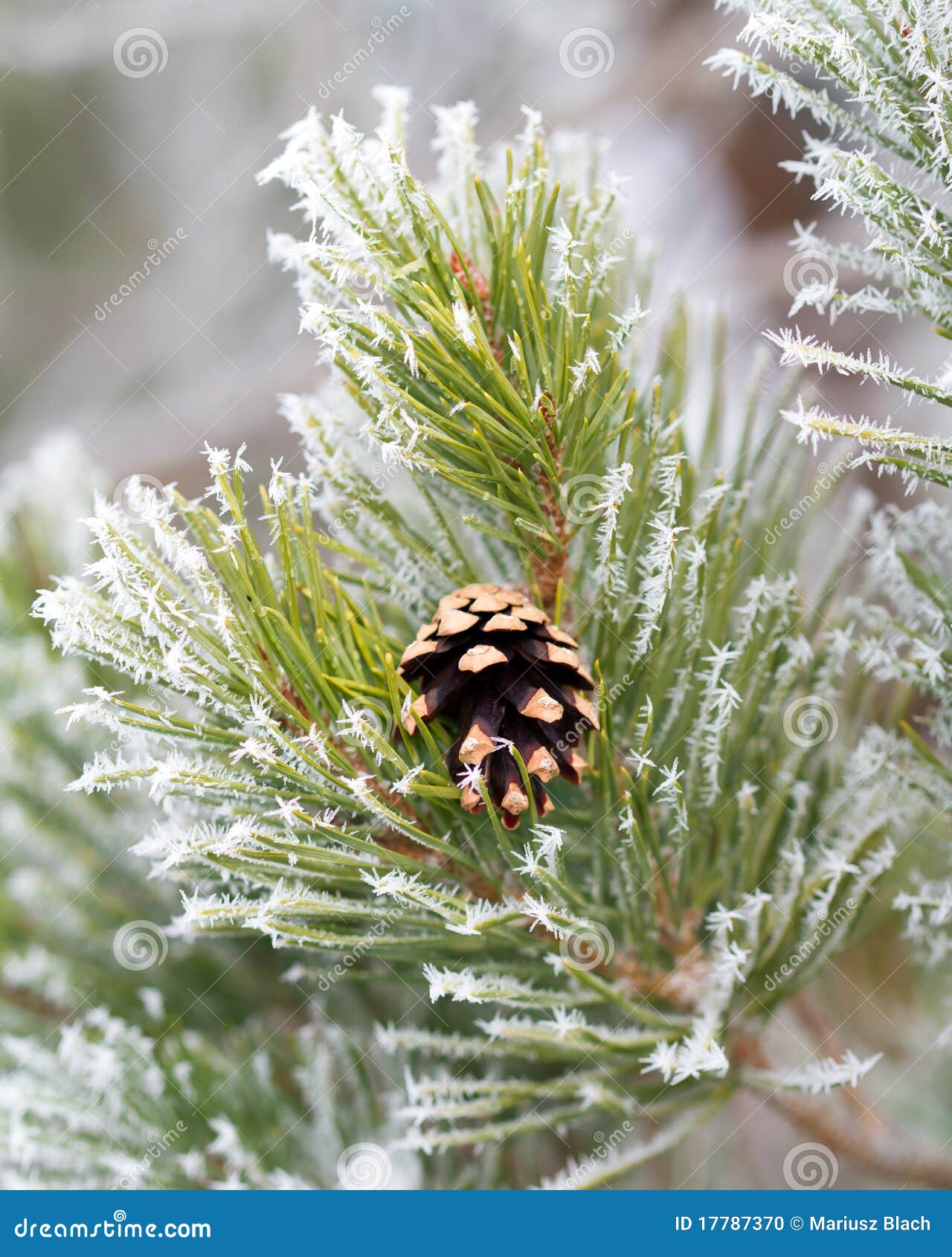Frosty pine tree stock photo. Image of frozen, fresh - 17787370