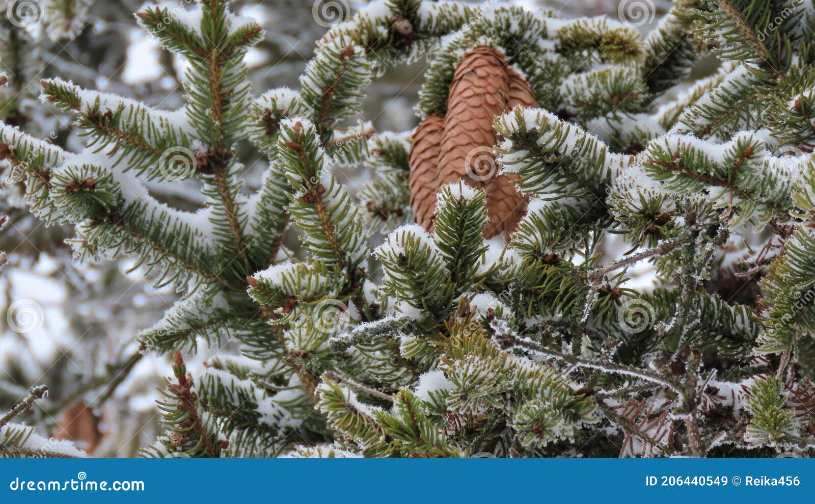 Frosty pinecone in winter stock image. Image of winter - 206440549