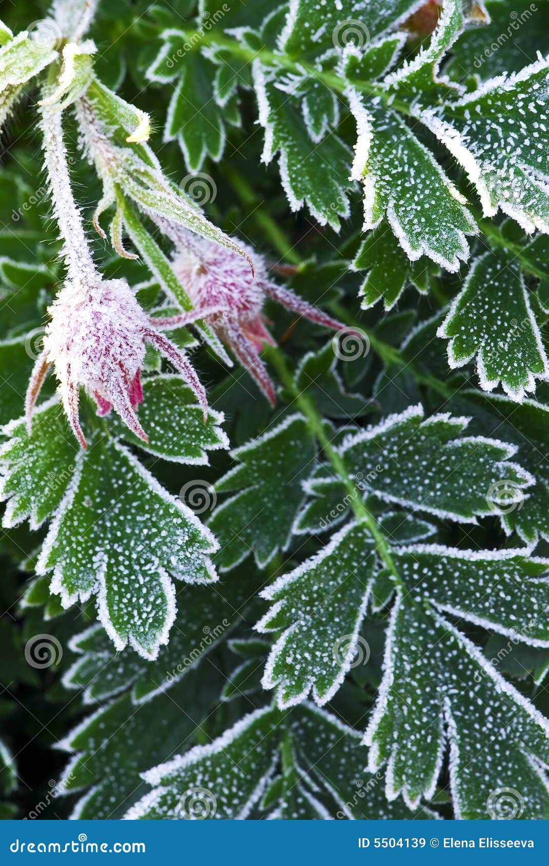 Frosty plants in late fall stock image. Image of frosted - 5504139