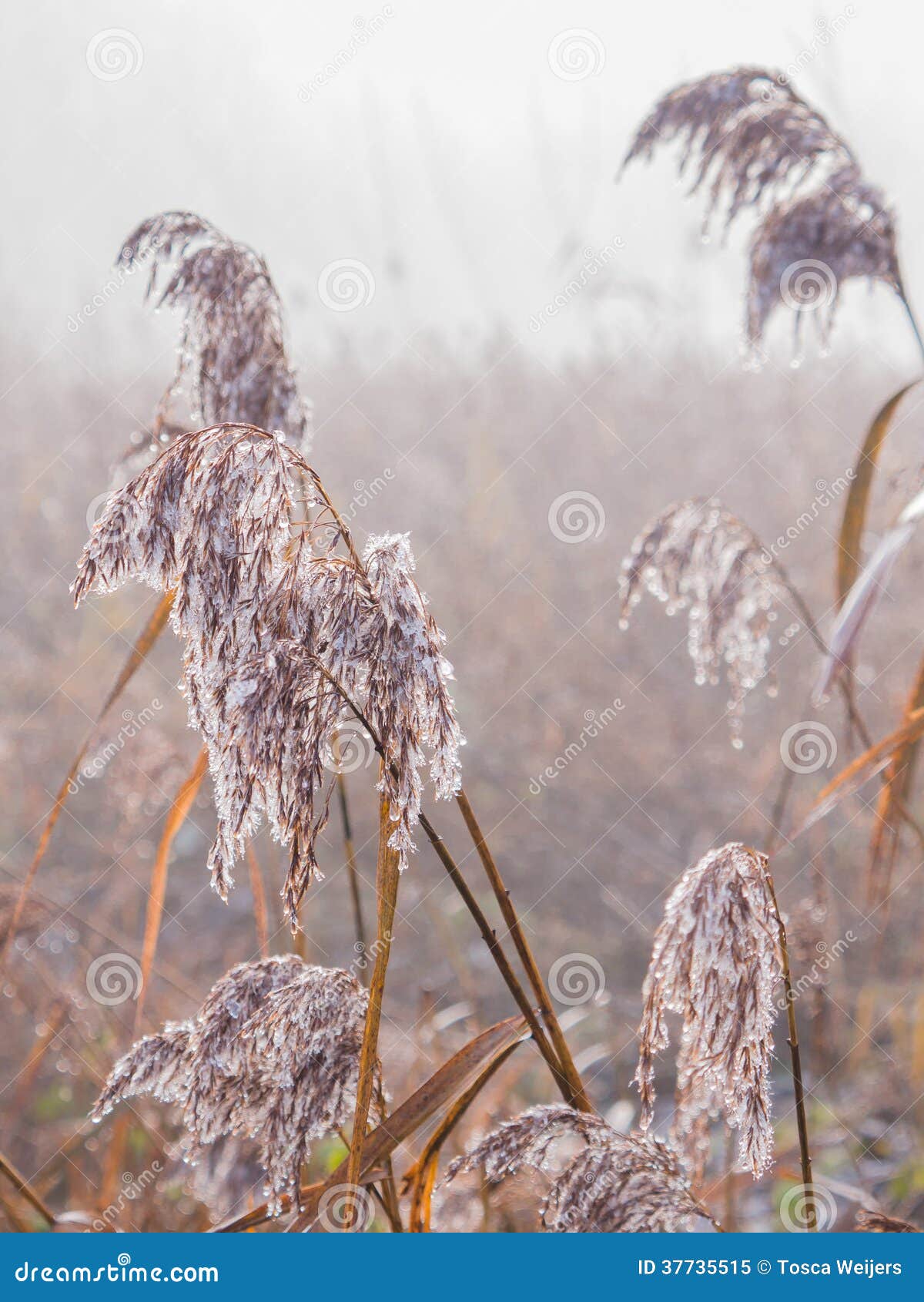 Frosty reed in winter stock image. Image of frozen, fluffy - 37735515