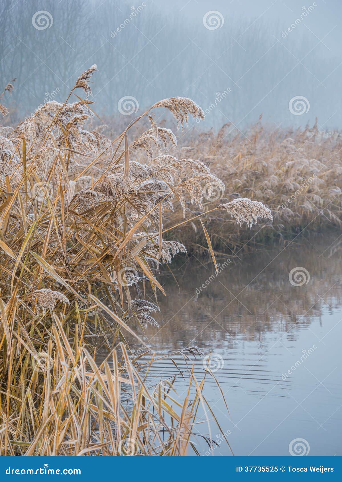Frosty reed in winter stock image. Image of reeds, frosty - 37735525