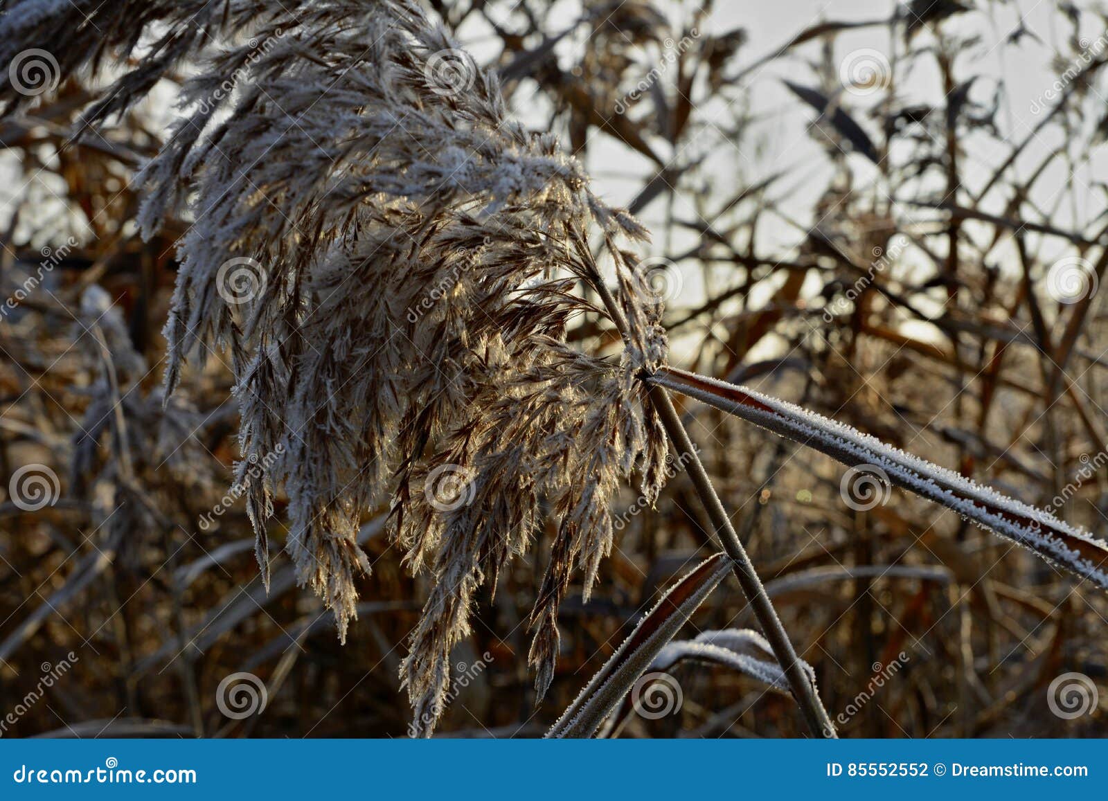 Frosty rime stock photo. Image of snow, nature, winter - 85552552