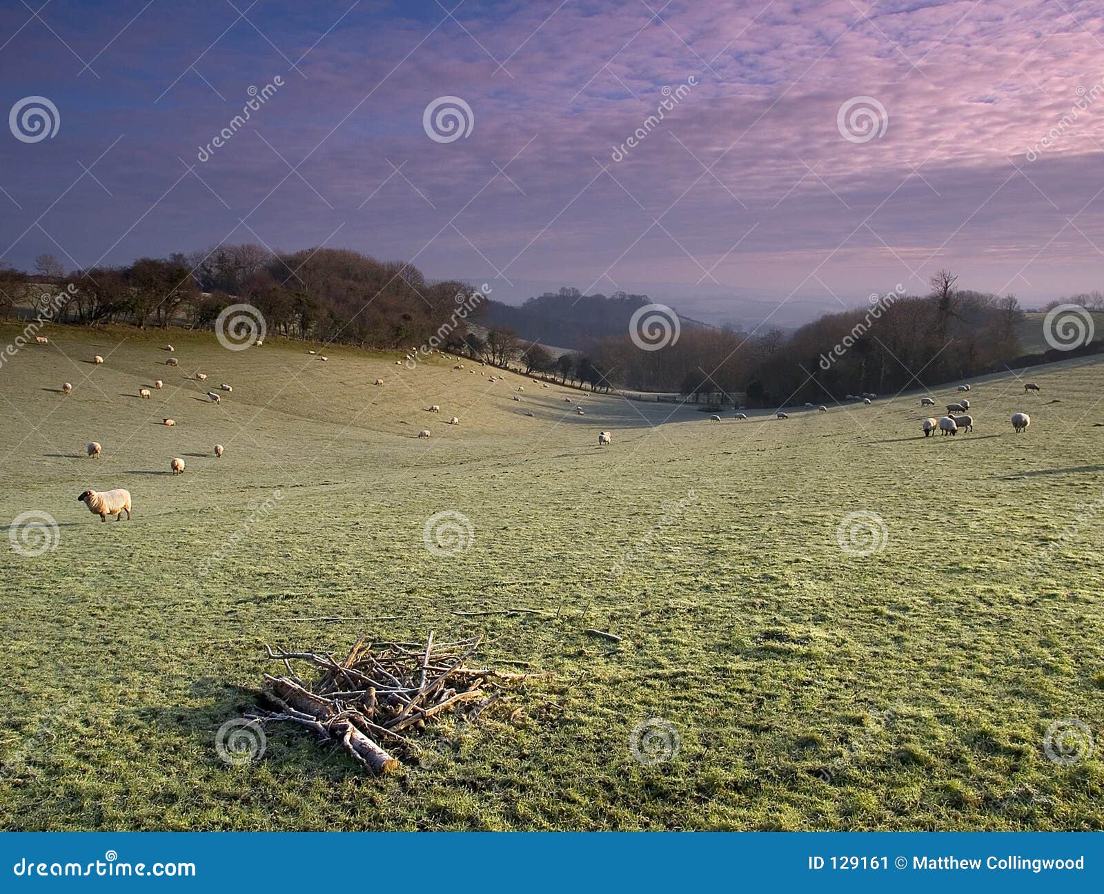 Frosty Sheep stock image. Image of frost, landscape, frosty - 129161