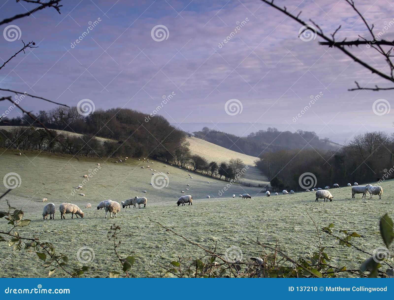 Frosty Sheep 2 stock photo. Image of field, farming, livestock - 137210