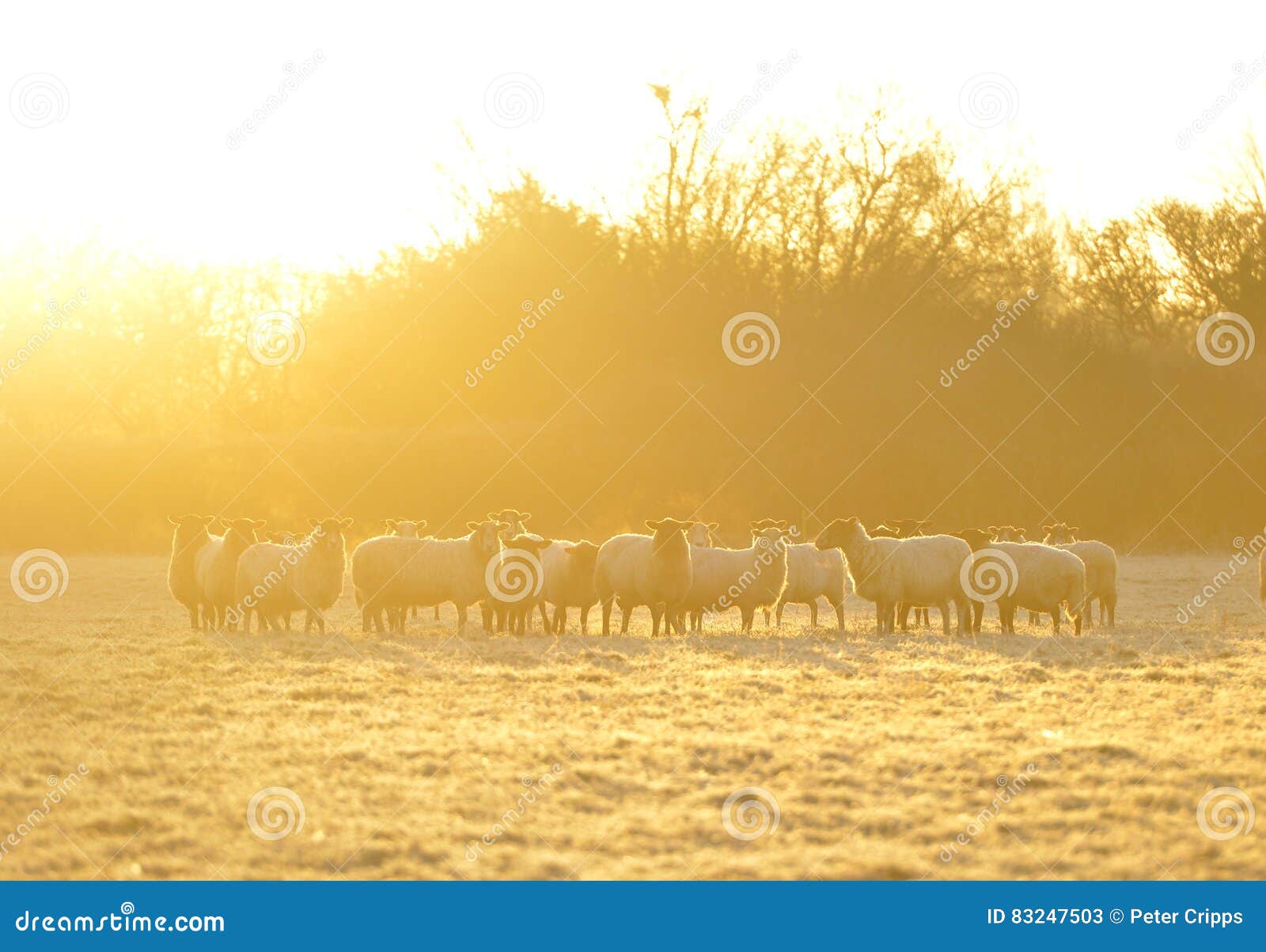 Frosty sheep stock image. Image of farming, sheep, shepherd - 83247503