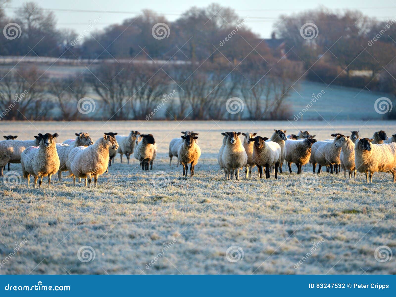 Frosty sheep stock photo. Image of countryside, winter - 83247532