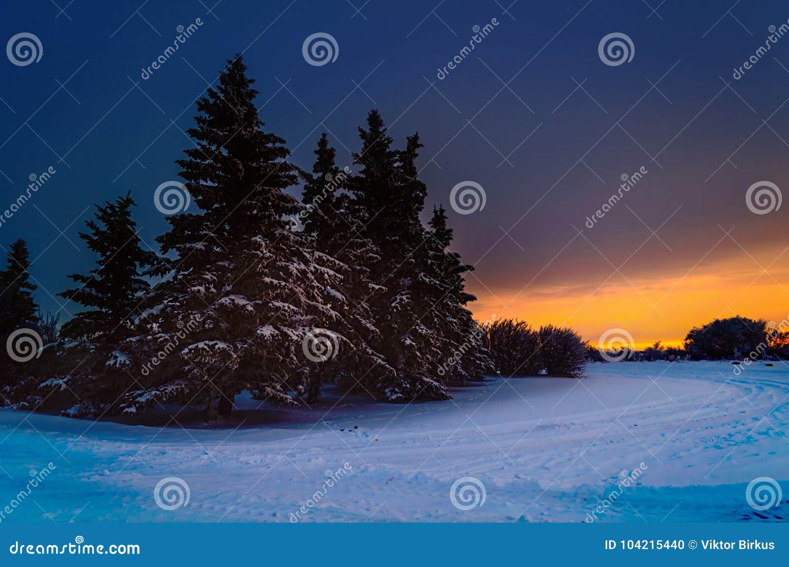 Frosty, Snowy Night with a Purple Sky, Christmas Tree at Night Stock ...
