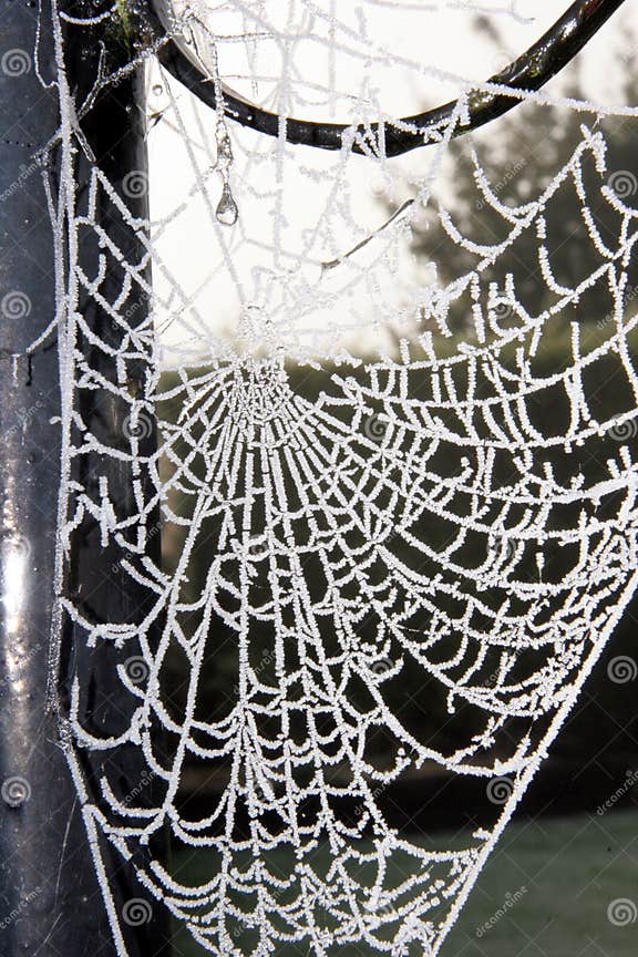 Frosty spider s web stock image. Image of arachnide, insect - 4721503