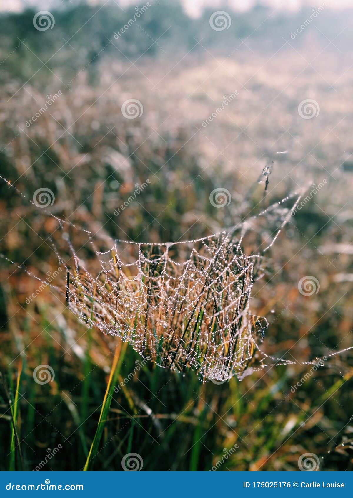 Frosty spiderweb stock photo. Image of spiderweb, winter - 175025176