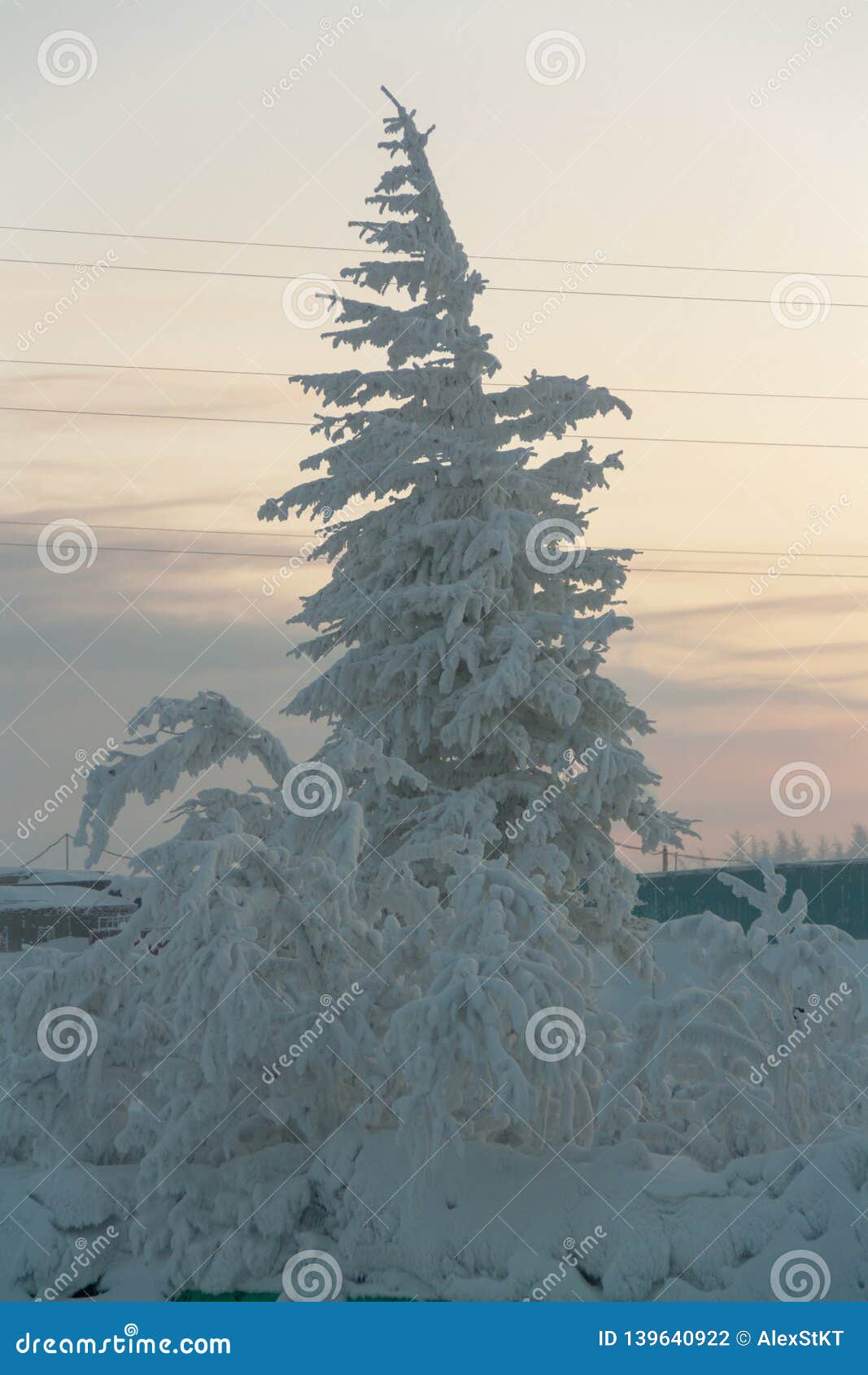 Frosty Spruce Tree in Snow. Norilsk Stock Photo - Image of natural ...