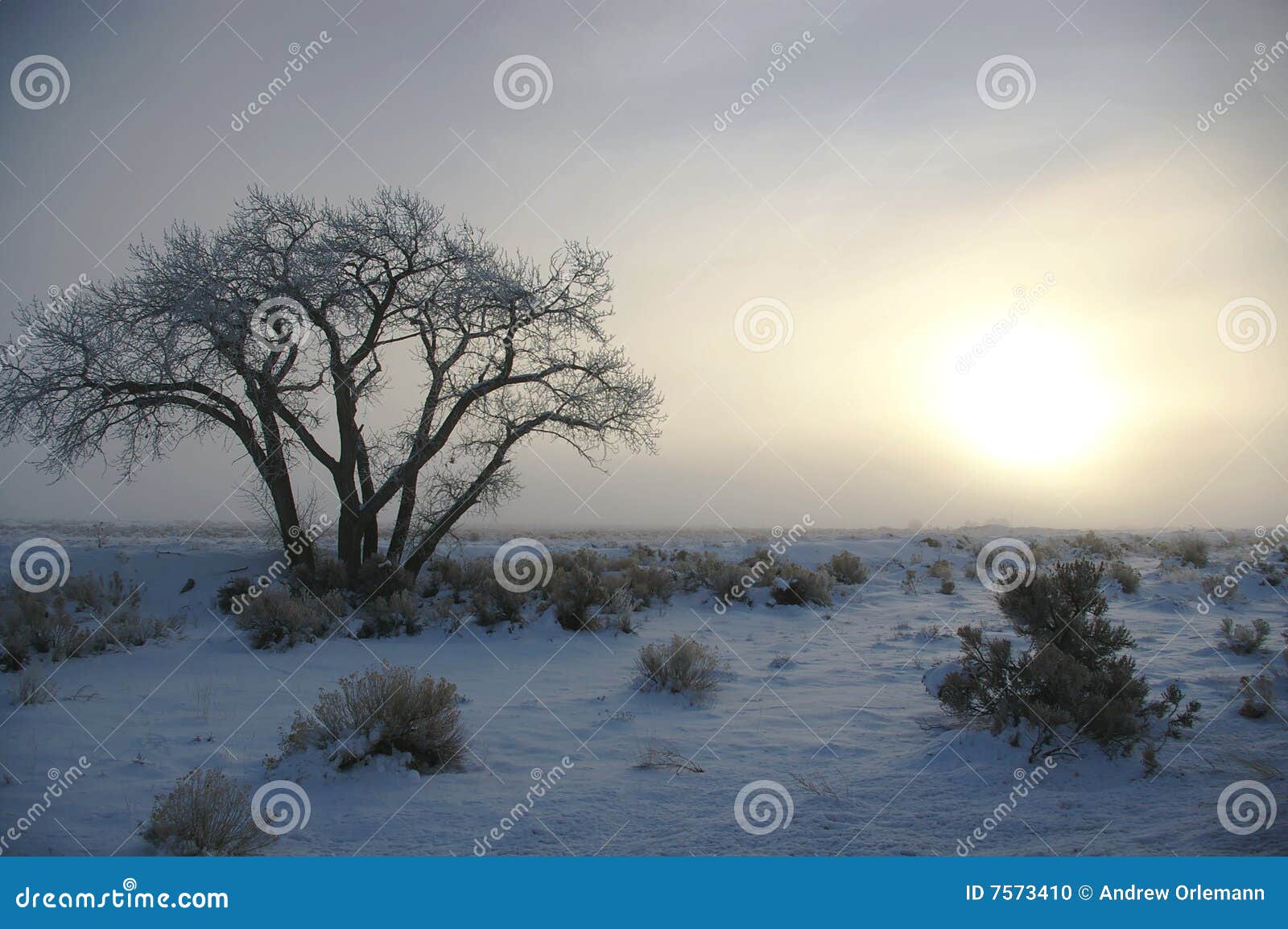 Frosty Sunrise stock photo. Image of weather, frosty, frost - 7573410