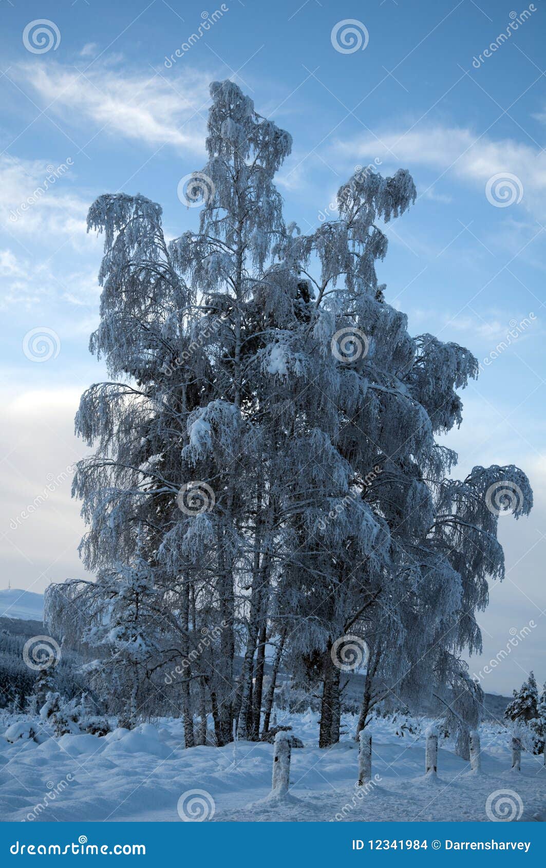 Frosty tree stock photo. Image of scottish, winter, frozen - 12341984