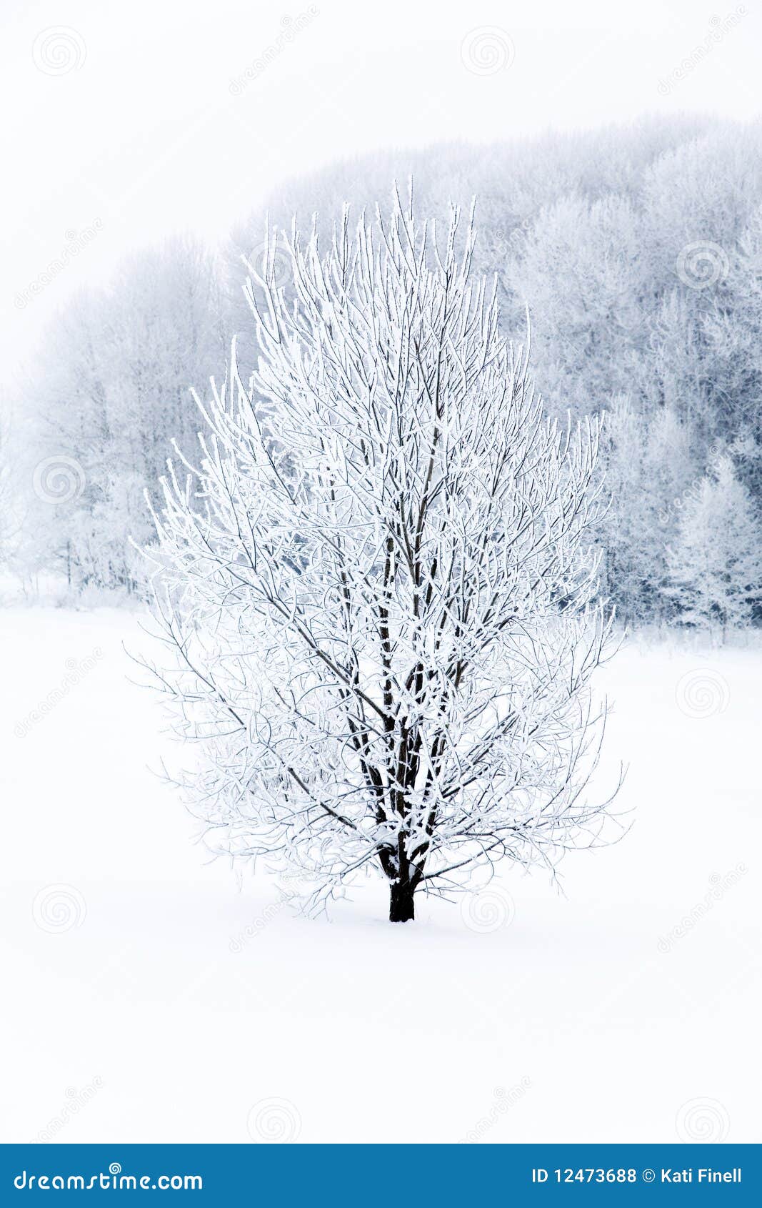 Frosty tree stock photo. Image of outdoor, rural, scenery - 12473688