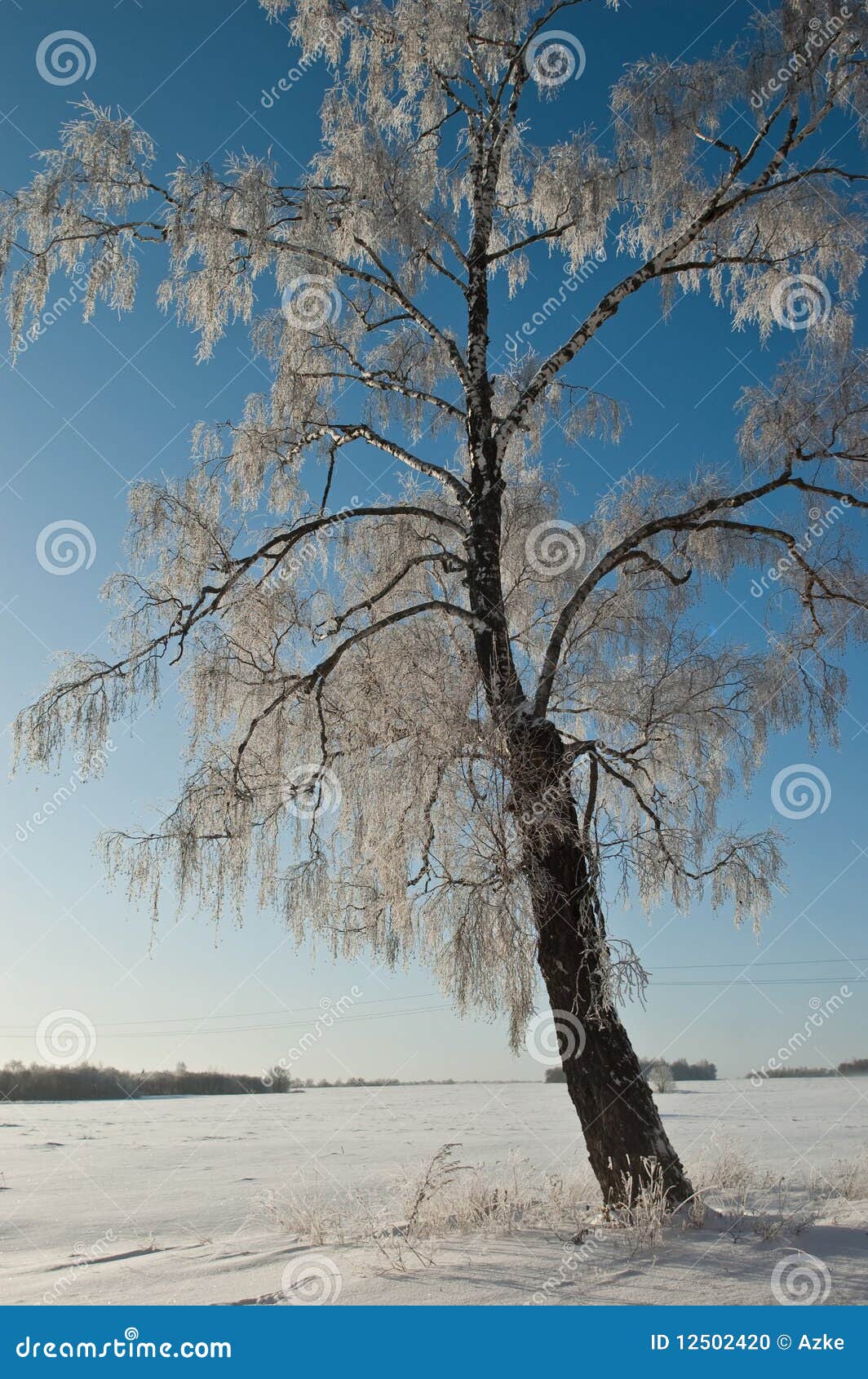 Frosty tree stock photo. Image of frost, cold, covering - 12502420