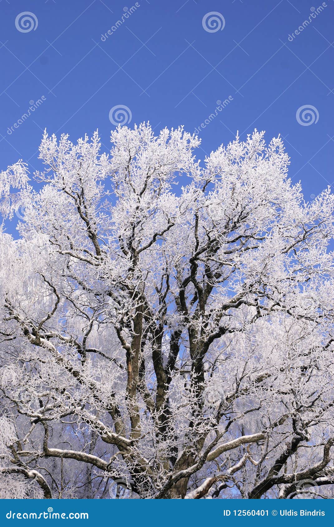 Frosty tree stock image. Image of landscape, scene, cool - 12560401