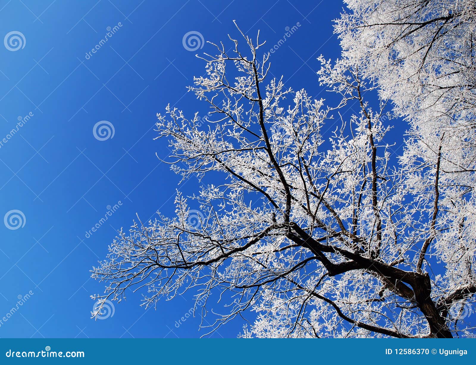 Frosty tree stock photo. Image of magic, december, majestic - 12586370