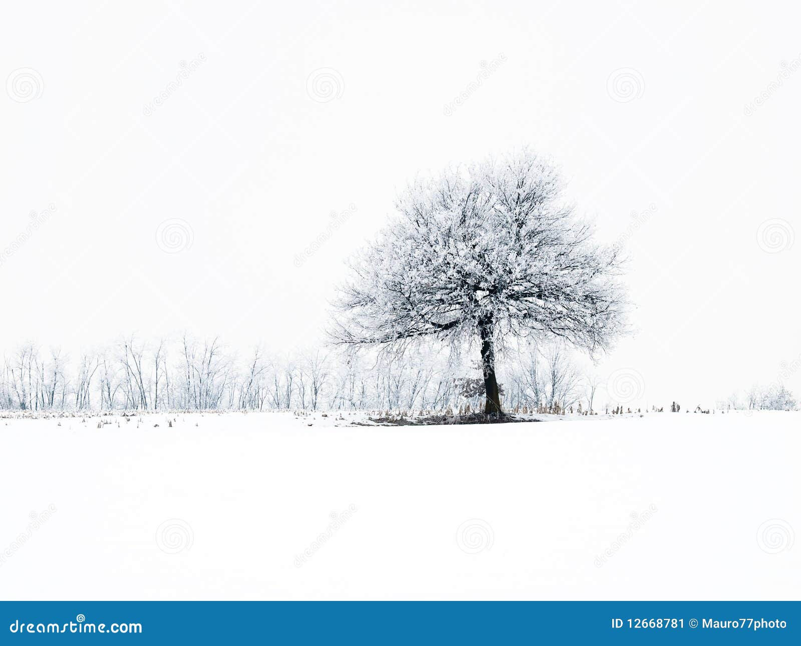 Frosty tree stock image. Image of lonely, environment - 12668781