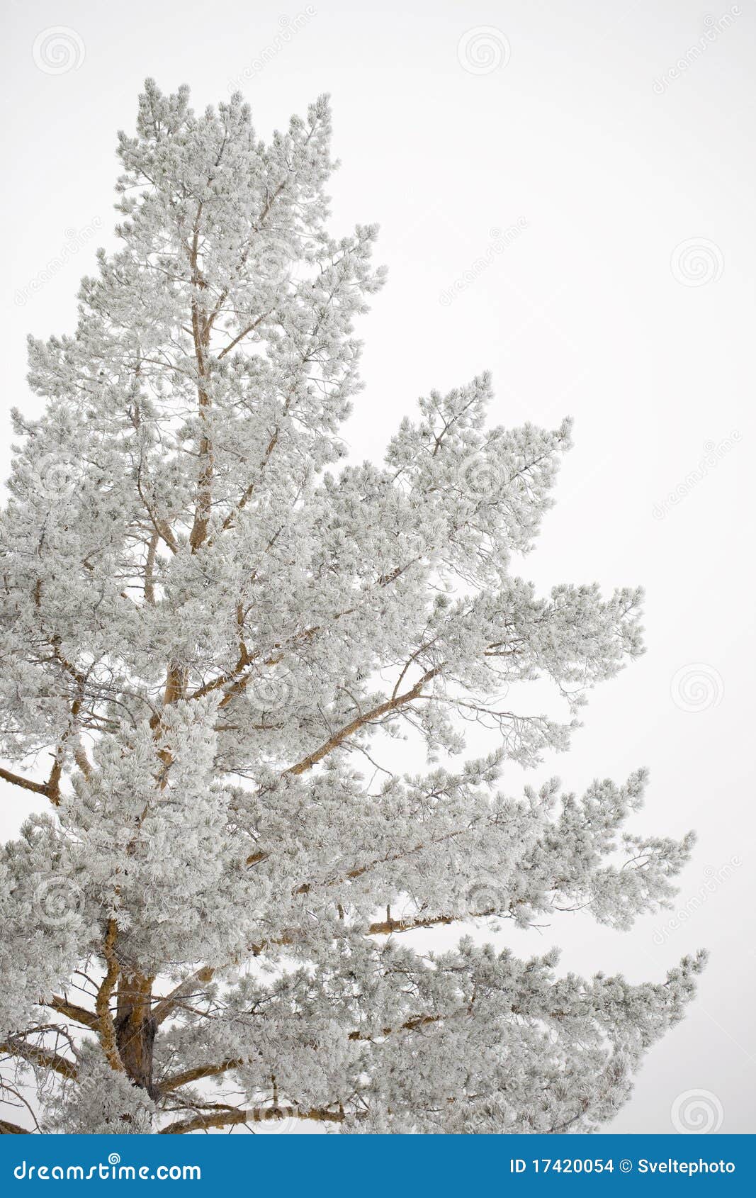 Frosty tree stock photo. Image of pine, simple, frost - 17420054