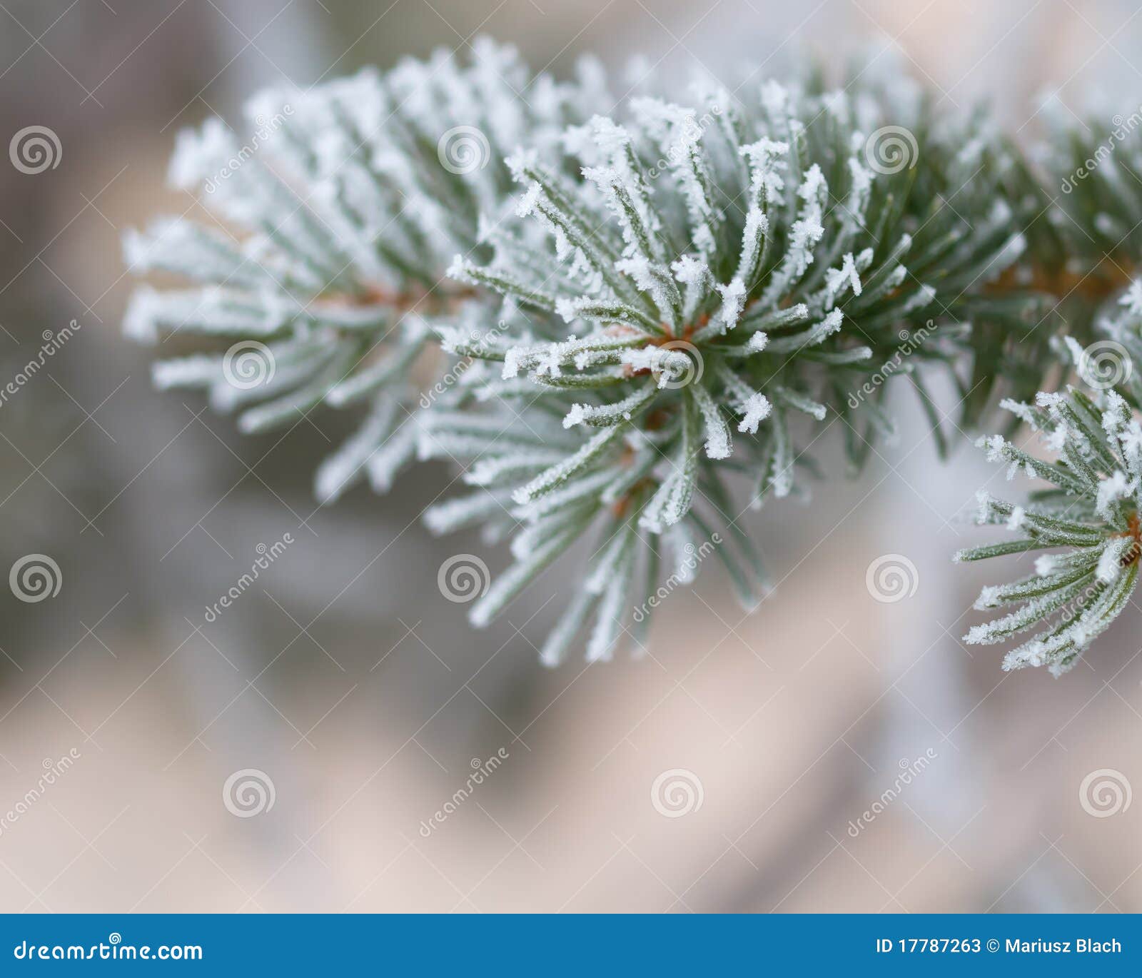 Frosty tree stock image. Image of branch, snow, scene - 17787263