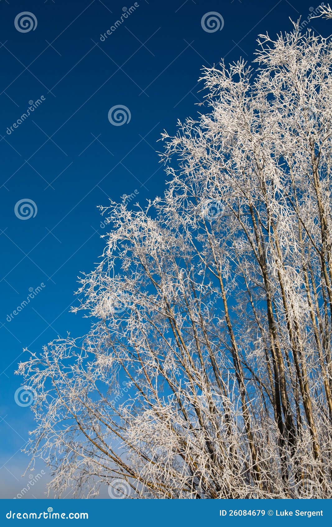 Frosty tree stock image. Image of temperature, snow, dawn - 26084679