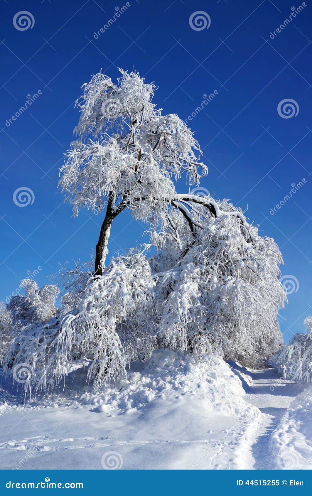 Frosty Tree imagem de stock. Imagem de gelo, frio, calma - 44515255