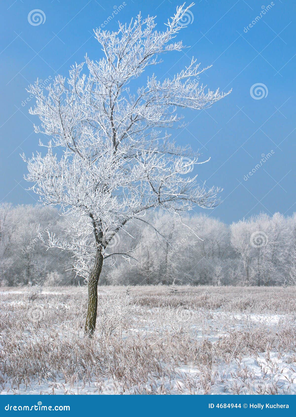 Frosty Tree stock photo. Image of blue, tree, snow, cold - 4684944