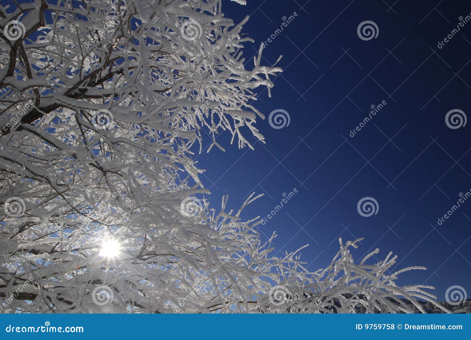 Frosty Tree stock photo. Image of scenery, december, frost - 9759758