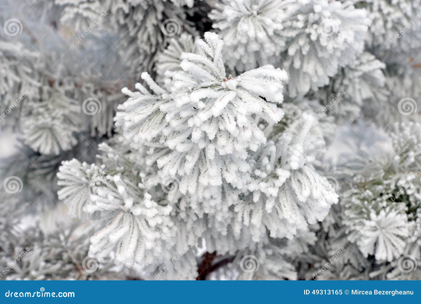 Frosty Tree Branch in Winter Stock Image - Image of frost, cover: 49313165