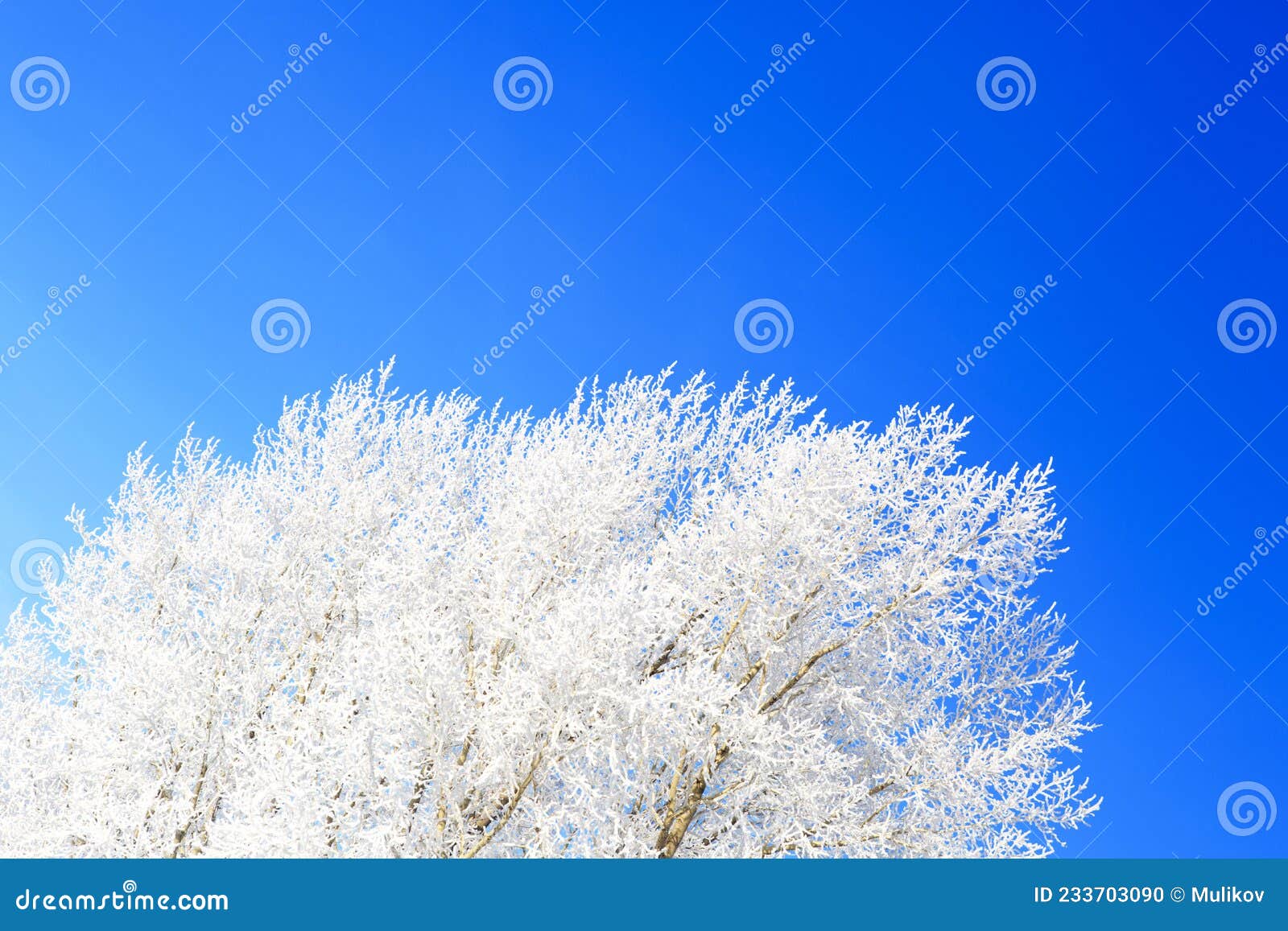 Frosty Tree Branch in Winter Stock Photo - Image of nature, wallpaper ...