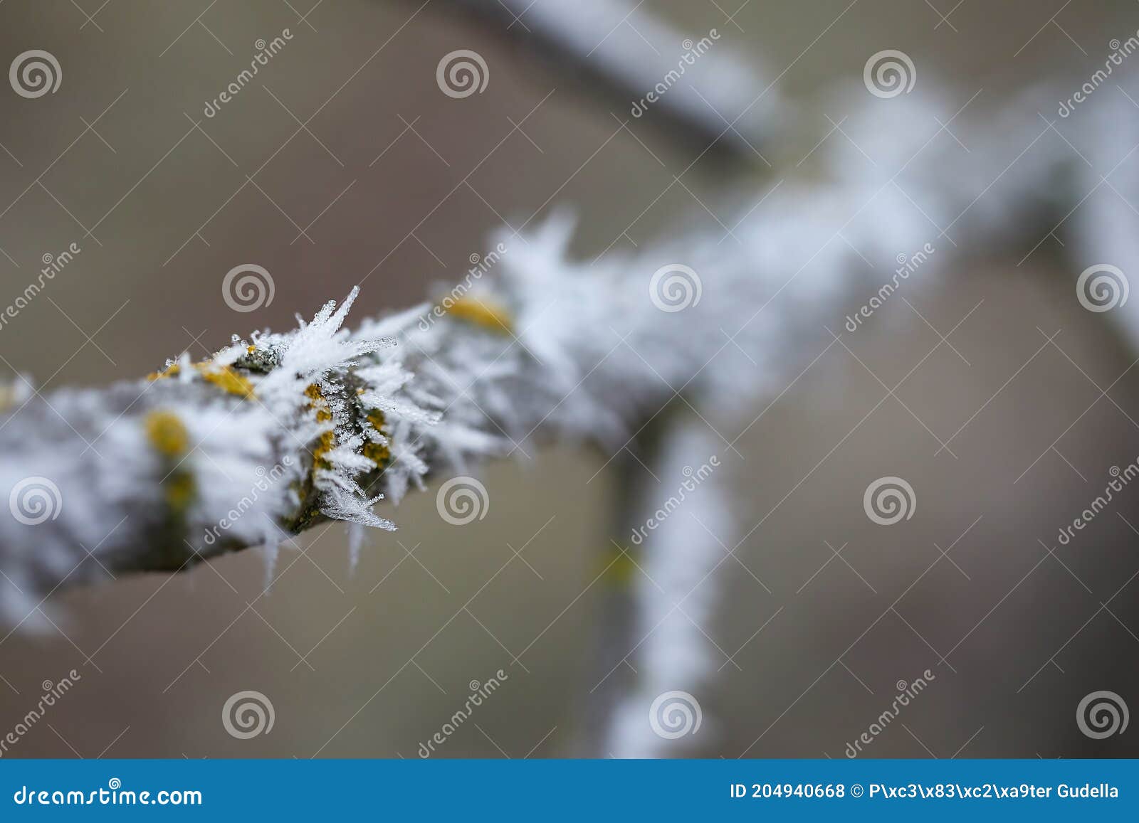 Winter tree branch closeup stock photo. Image of frostbitten - 204940668