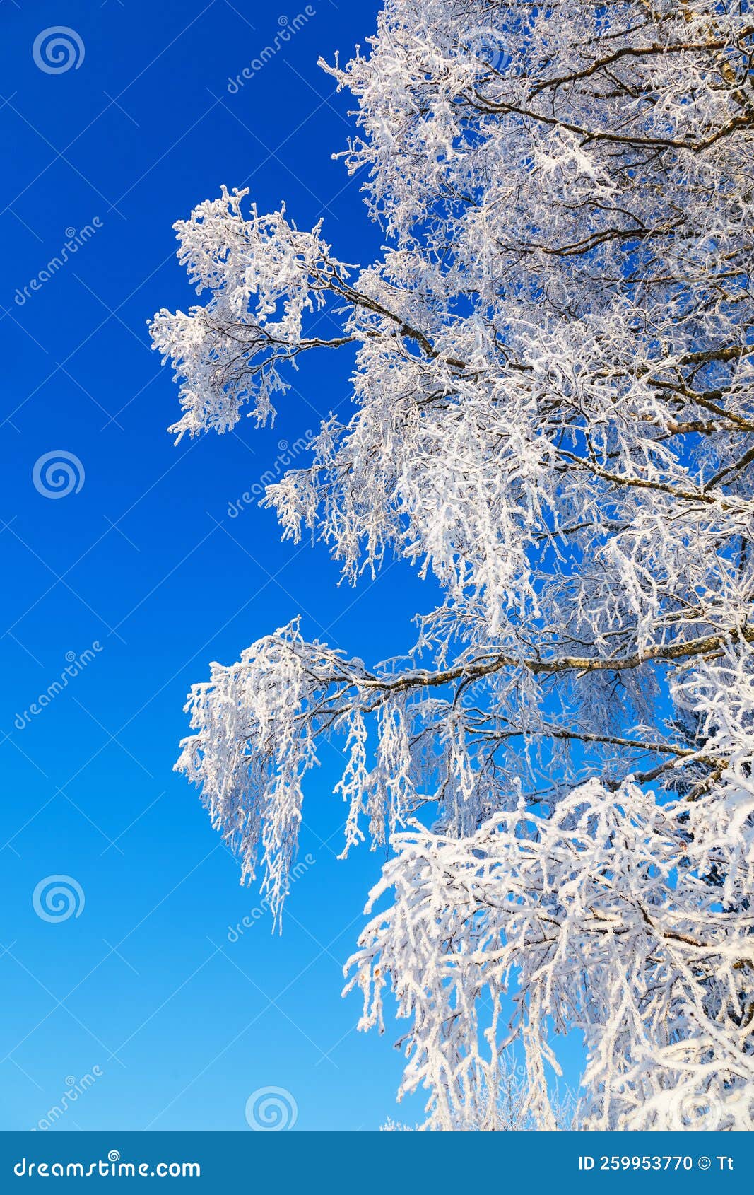 Frosty Tree Branches Against a Blue Sky Stock Photo - Image of ...