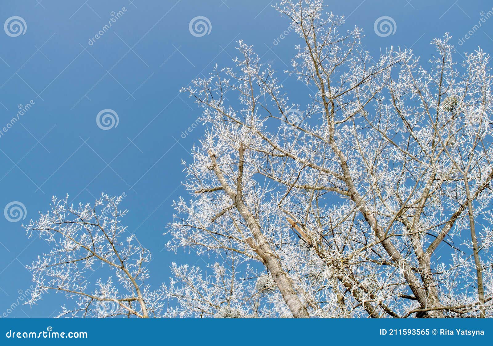 Frosty Tree Branches Close Up Stock Image - Image of flora, tree: 211593565