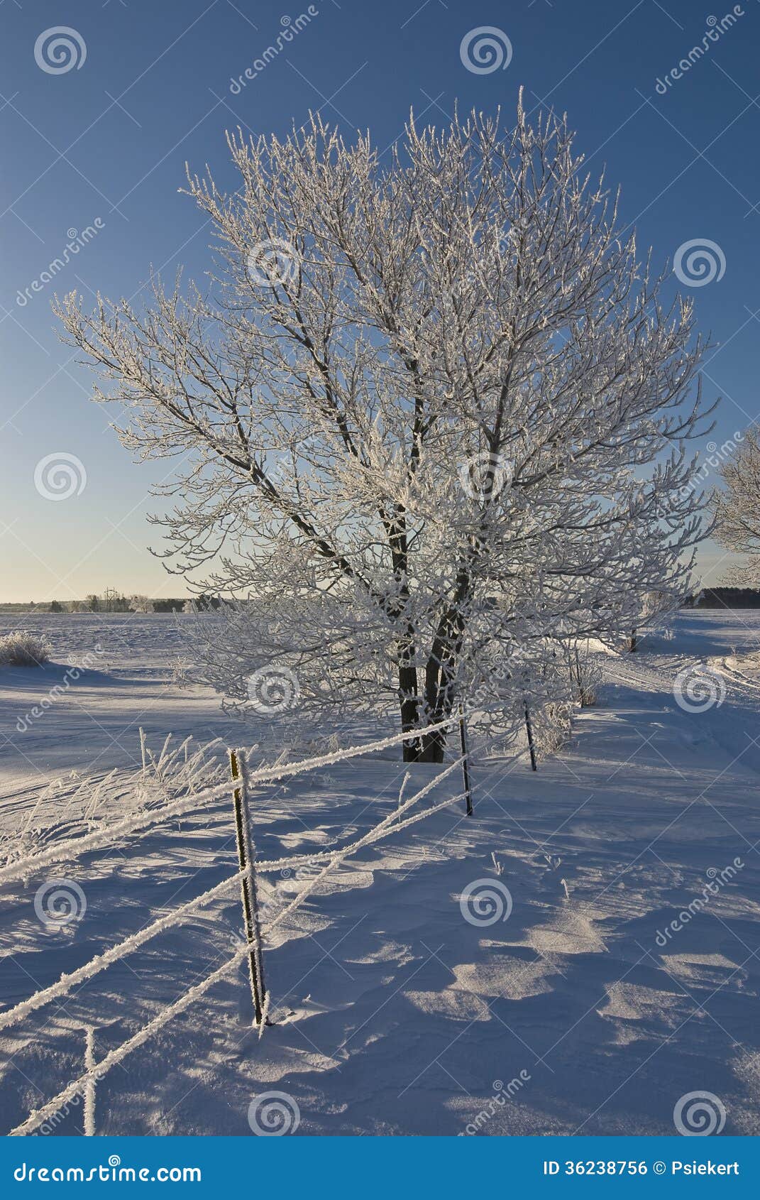 Frosty Tree stock photo. Image of freezing, winter, field - 36238756