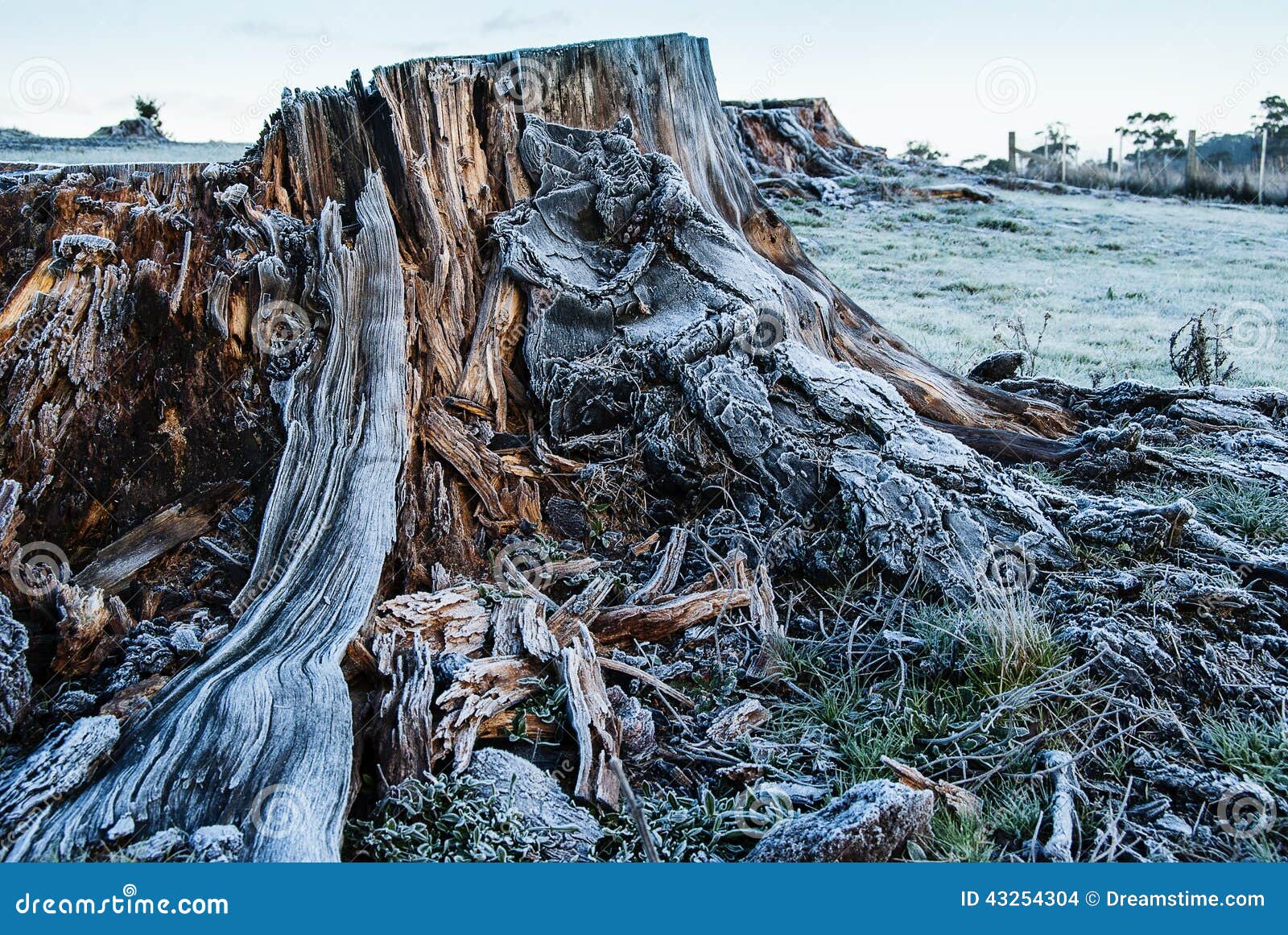 Frosty tree stump stock photo. Image of frosty, roots - 43254304