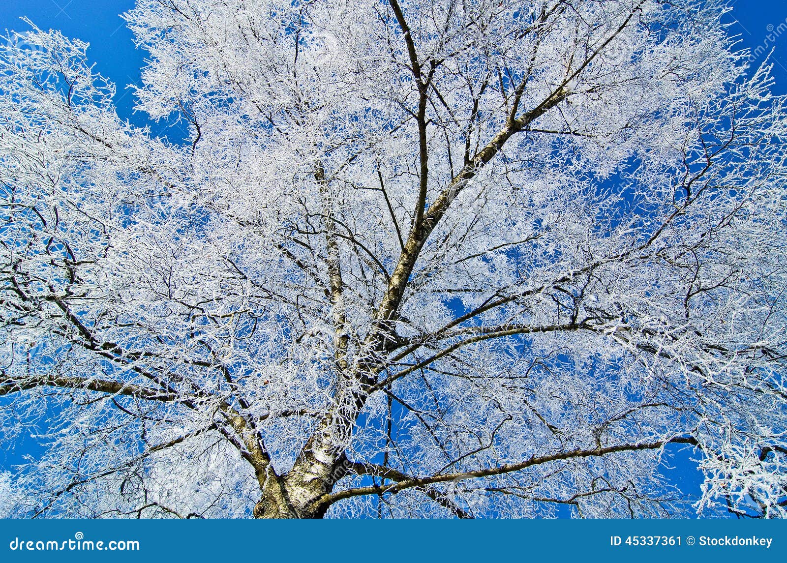 Frosty tree stock image. Image of tree, trees, blue, glittering - 45337361