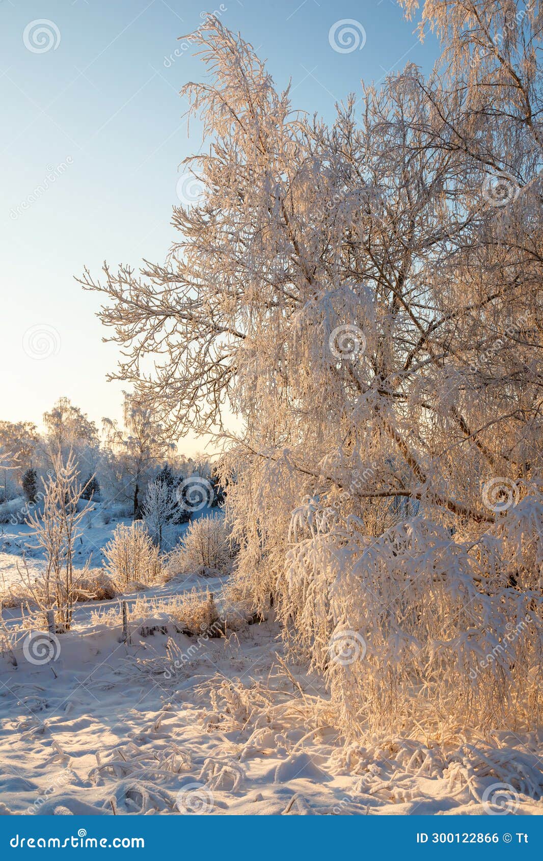 Frosty Tree in Winter Light Stock Photo - Image of dirt, white: 300122866