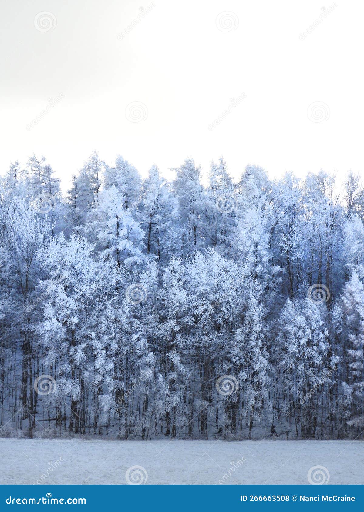 Frost Covered Treeline in Fingerlakes Country Hilltop Stock Photo ...