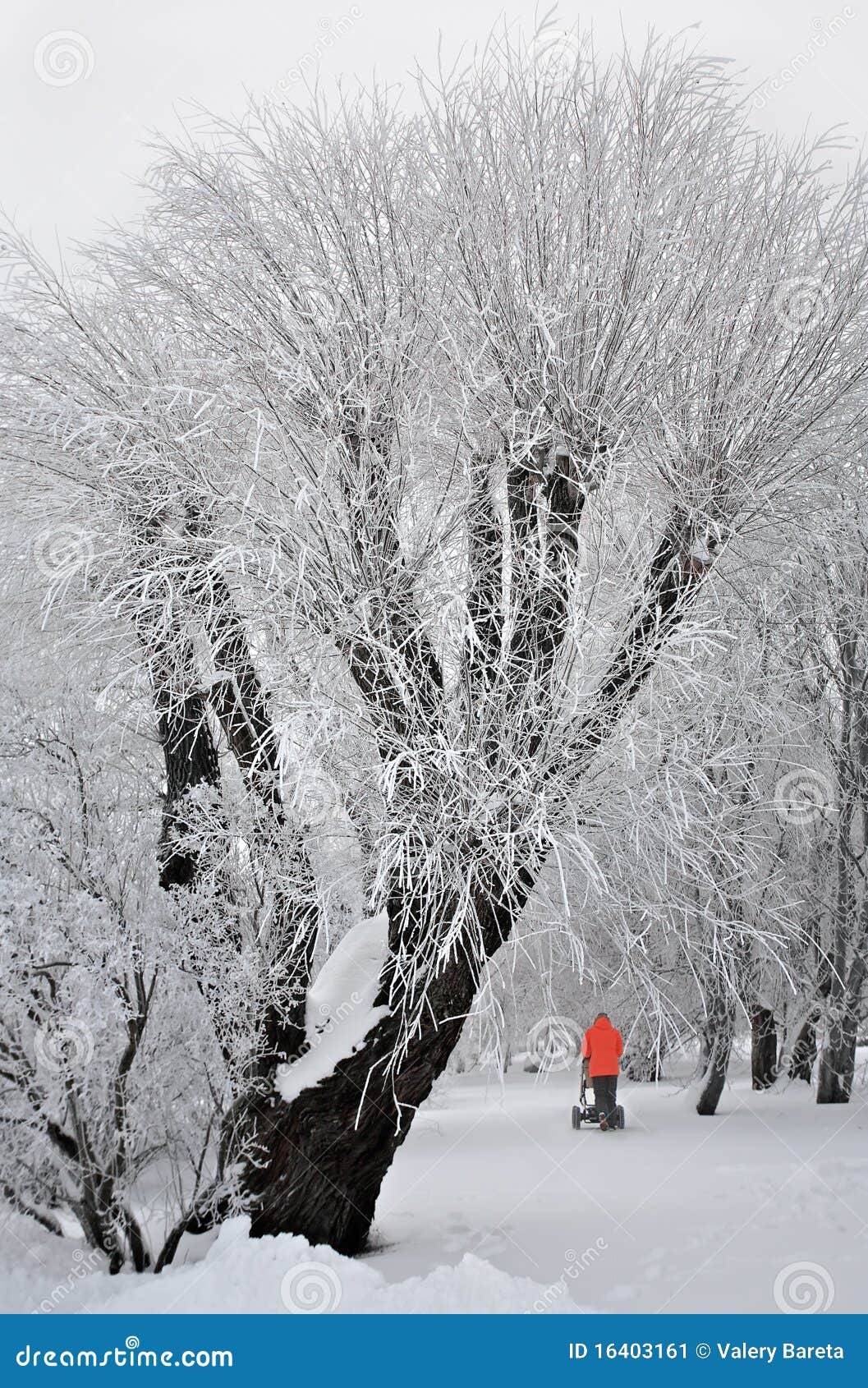 Frosty trees stock image. Image of frost, grey, foggy - 16403161